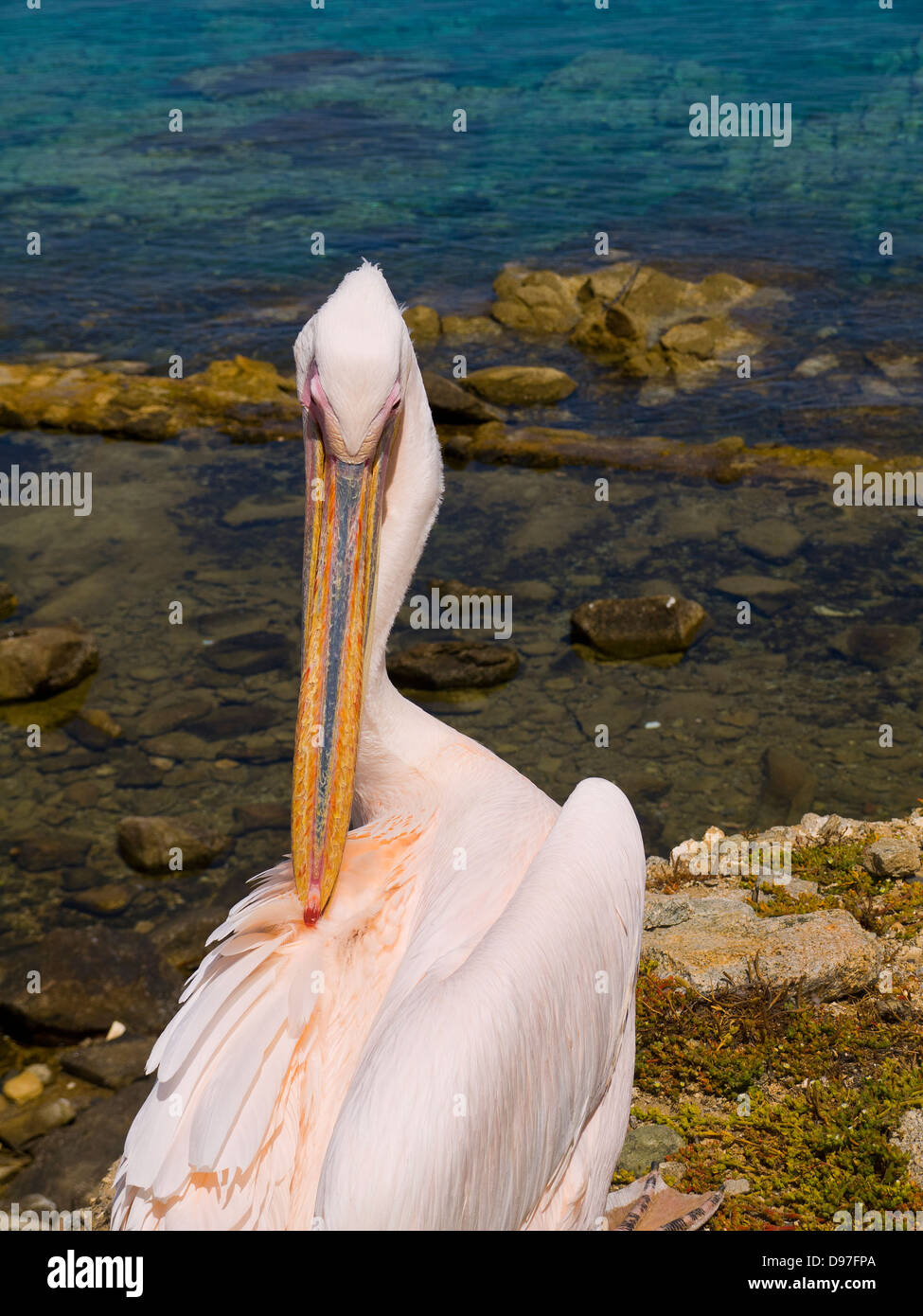 Pelican in Chora the Main Town on the island of Mykonos Greece Stock ...