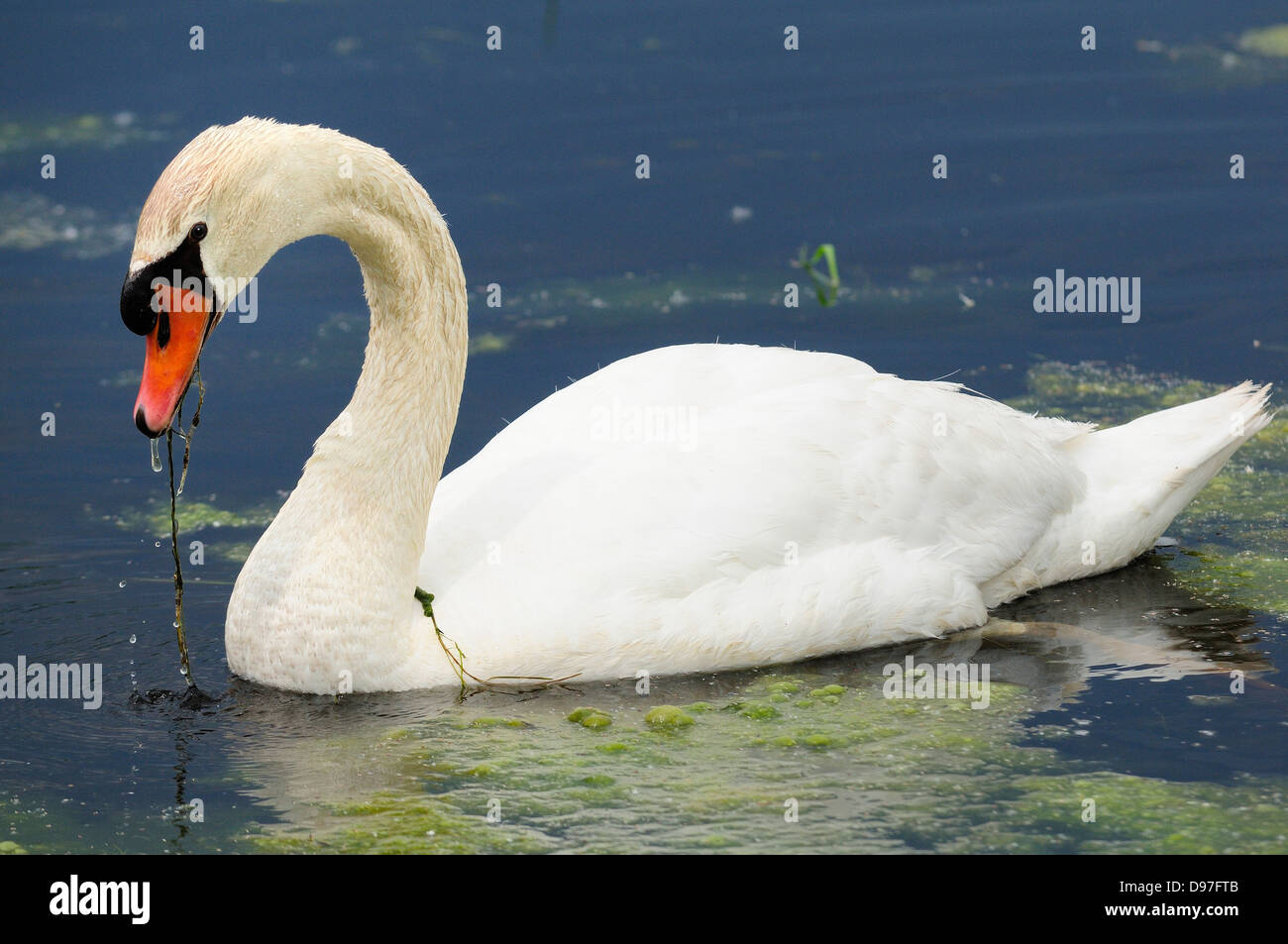 Swan curve hi-res stock photography and images - Alamy