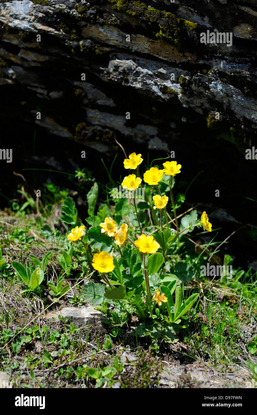 Swiss alps flowers hi-res stock photography and images - Alamy