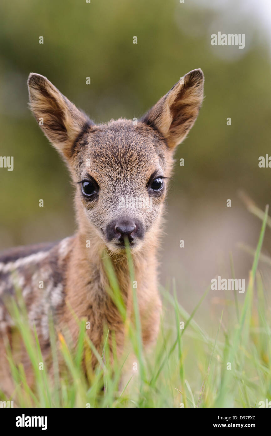 Rehkitz hi-res stock photography and images - Alamy