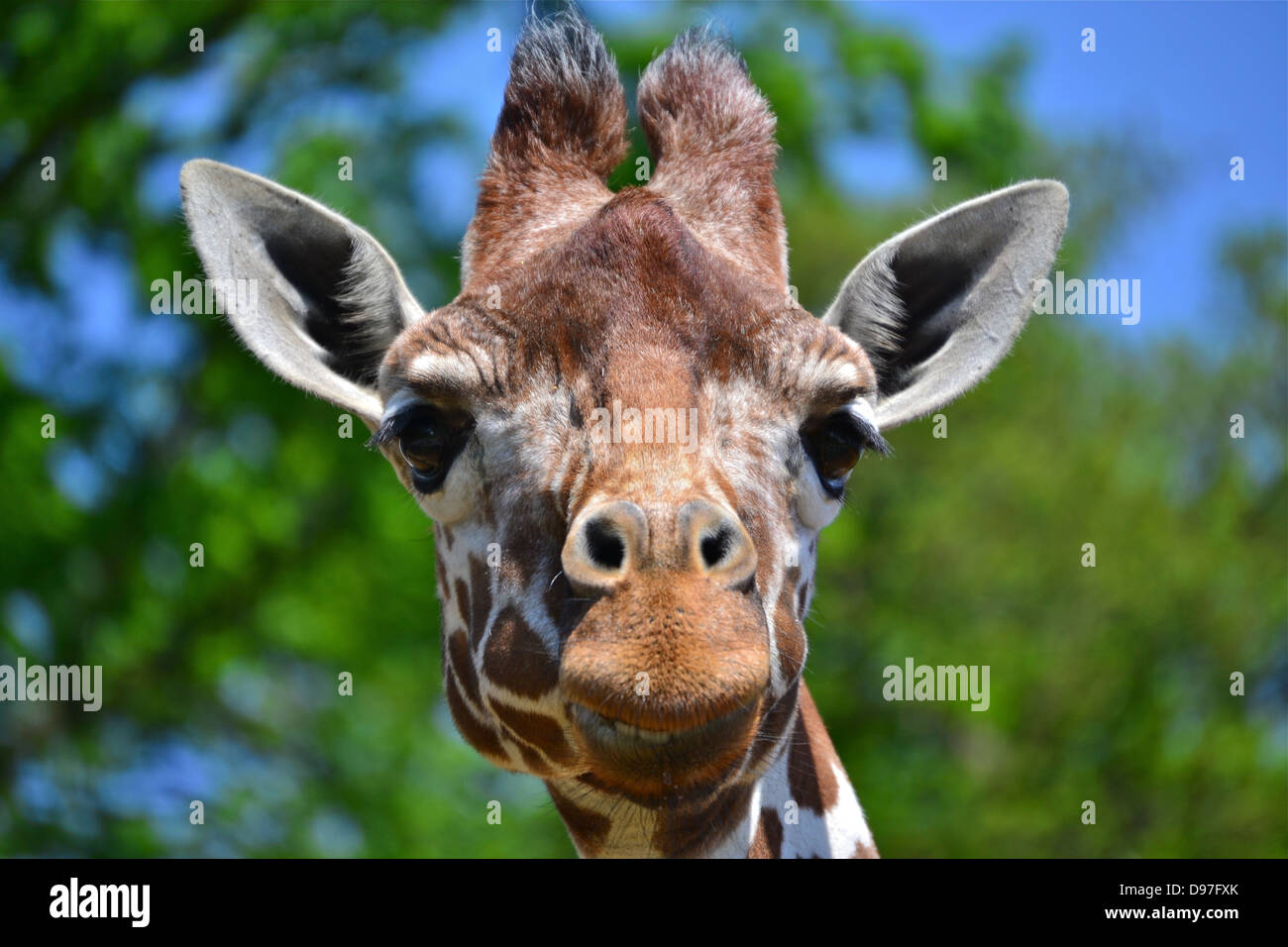 staring giraffe, portrait Stock Photo - Alamy