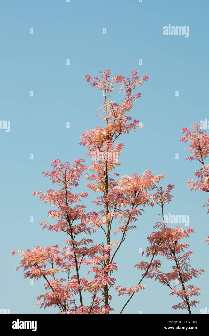 Toona sinensis hi-res stock photography and images - Alamy