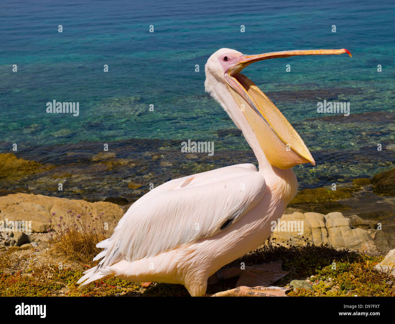 Pelican in Chora the Main Town on the island of Mykonos Greece Stock ...