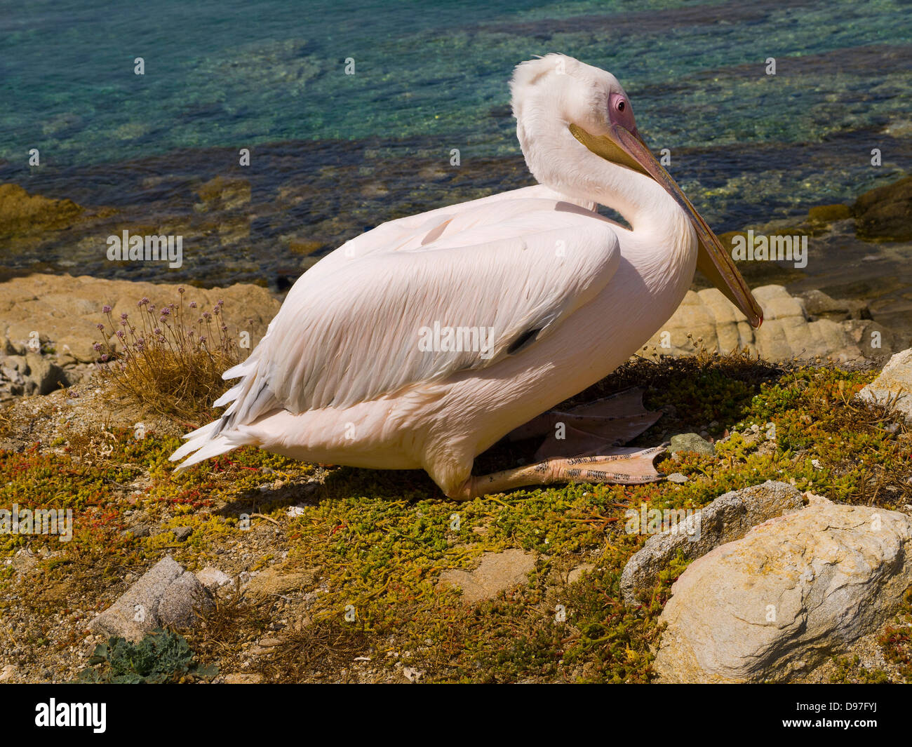 Pelican in Chora the Main Town on the island of Mykonos Greece Stock ...