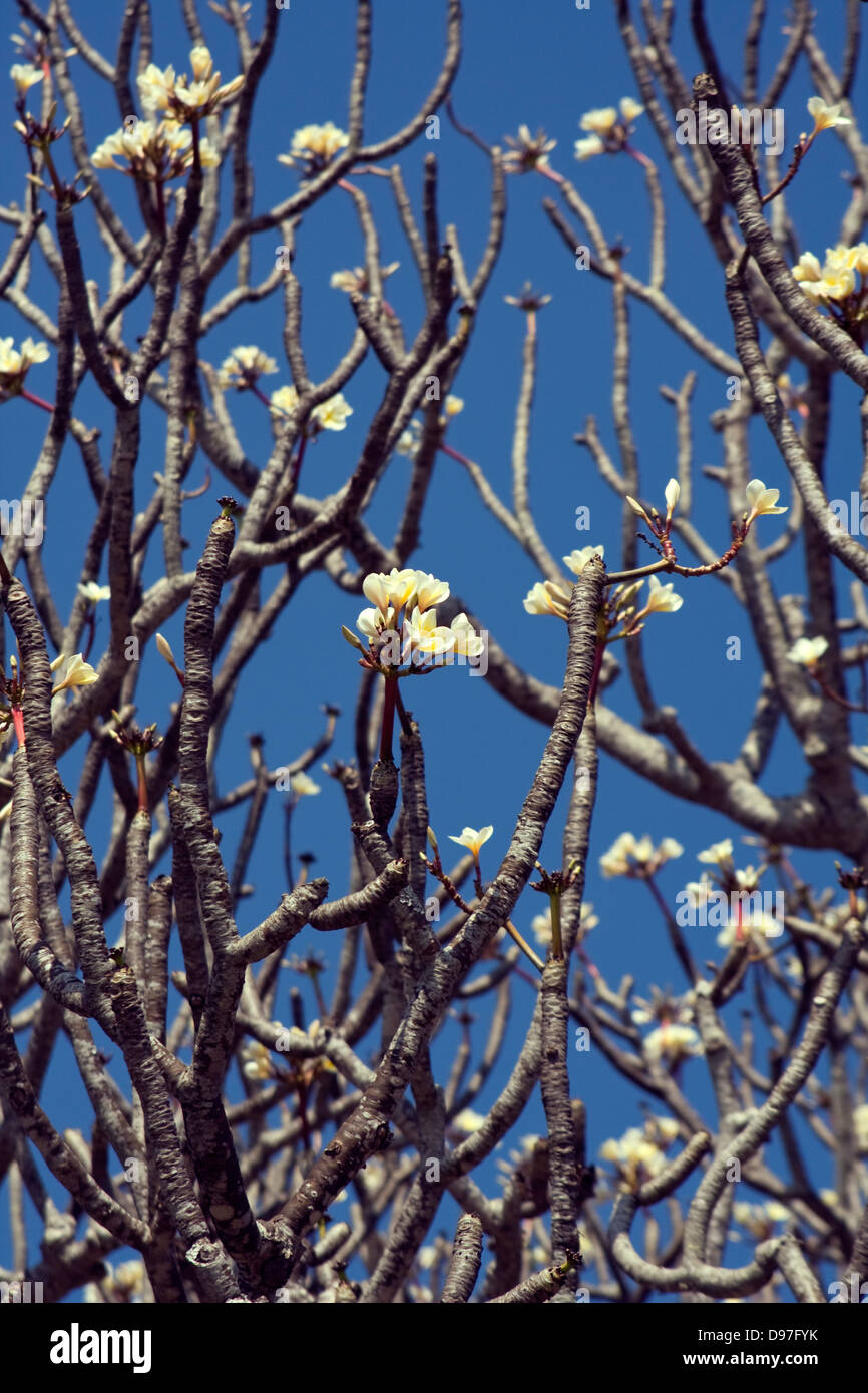 Asia, India, Karnataka, Sravanabelagola, Chandragiri Hill, blossoming ...