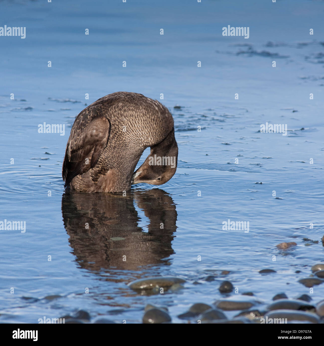 Flying eider geese hi-res stock photography and images - Alamy