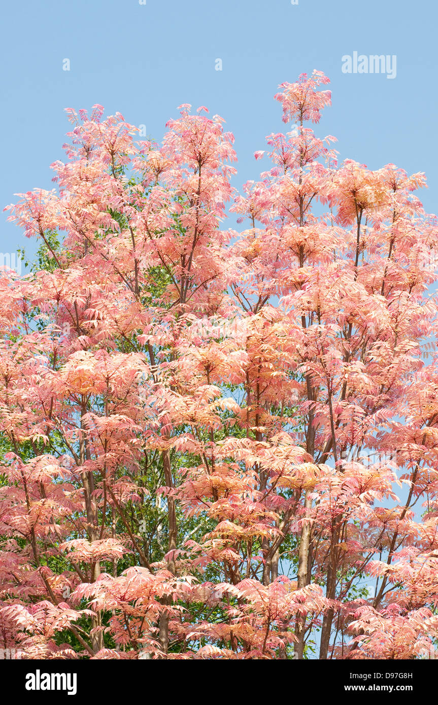 Toona sinensis flamingo hi-res stock photography and images - Alamy