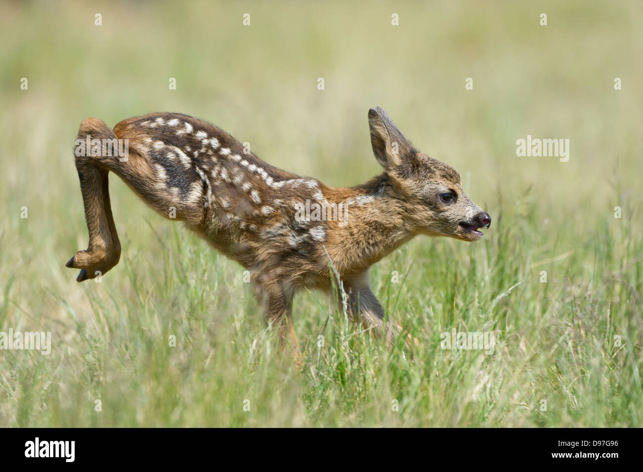 Kitz, Reh, Rehkitz Stock Photo - Alamy