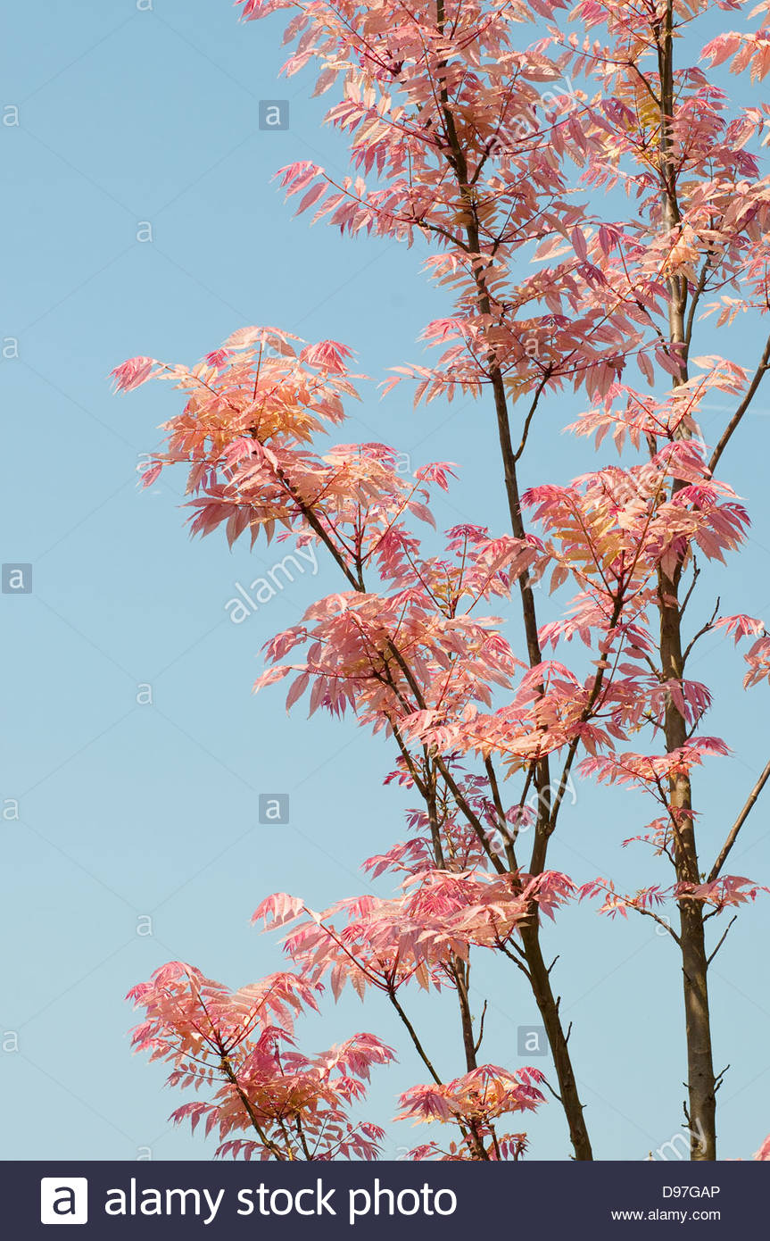 Toona Sinensis Stock Photos & Toona Sinensis Stock Images - Alamy