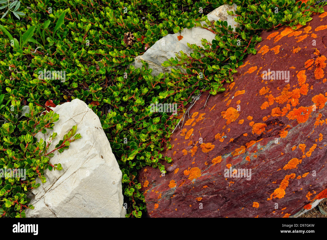 Lichens on rocks with bearberry leaves Glacier National Park Many ...