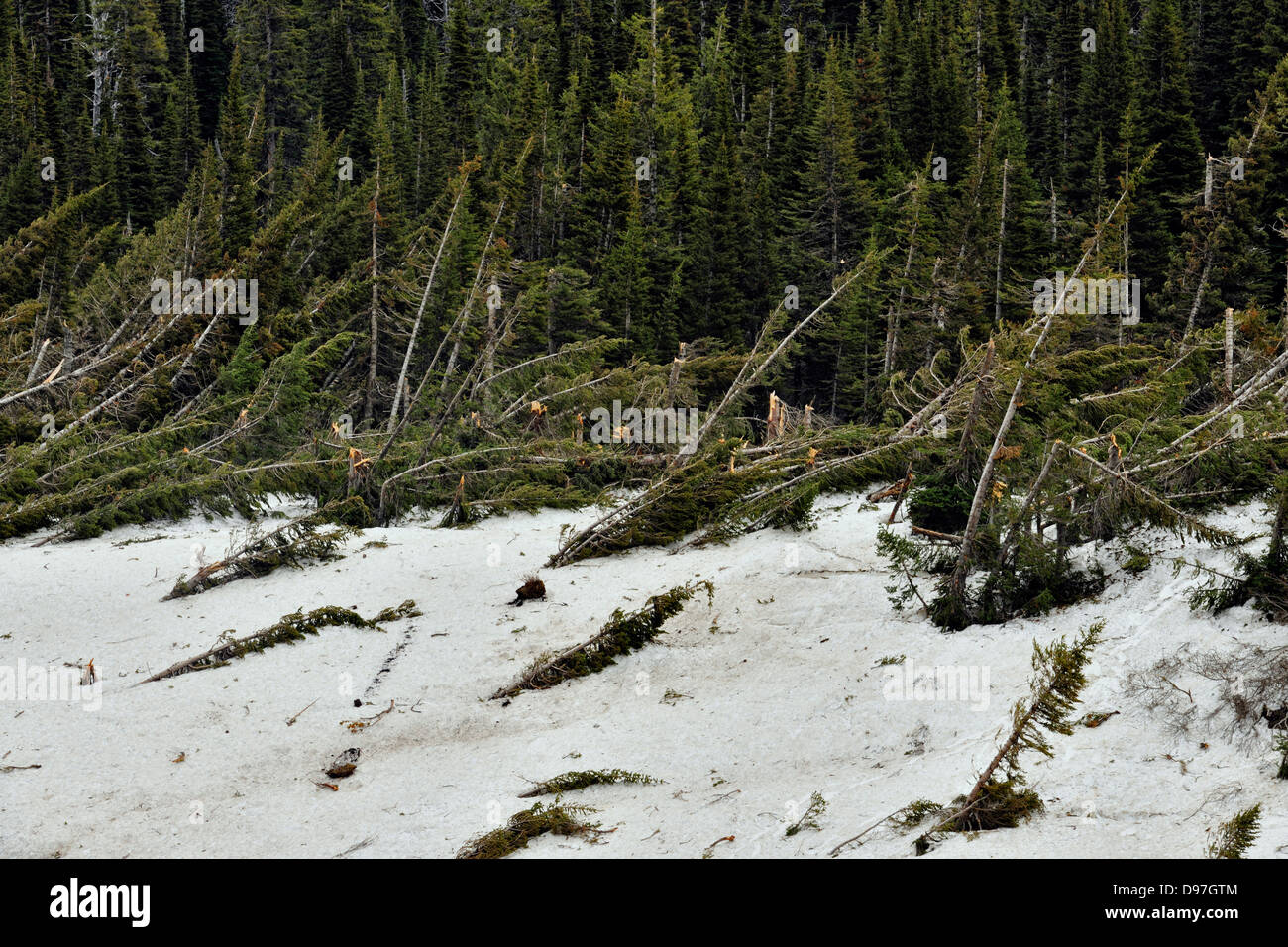 Avalanche aftermath and snowmelt near Logan Pass Glacier National Park ...