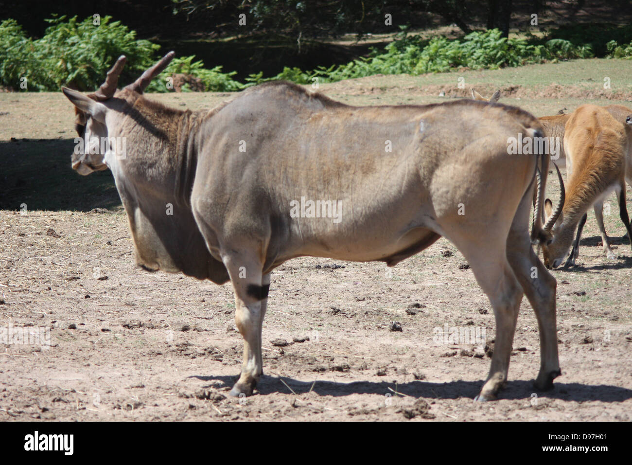 Buffalo tail hi-res stock photography and images - Alamy