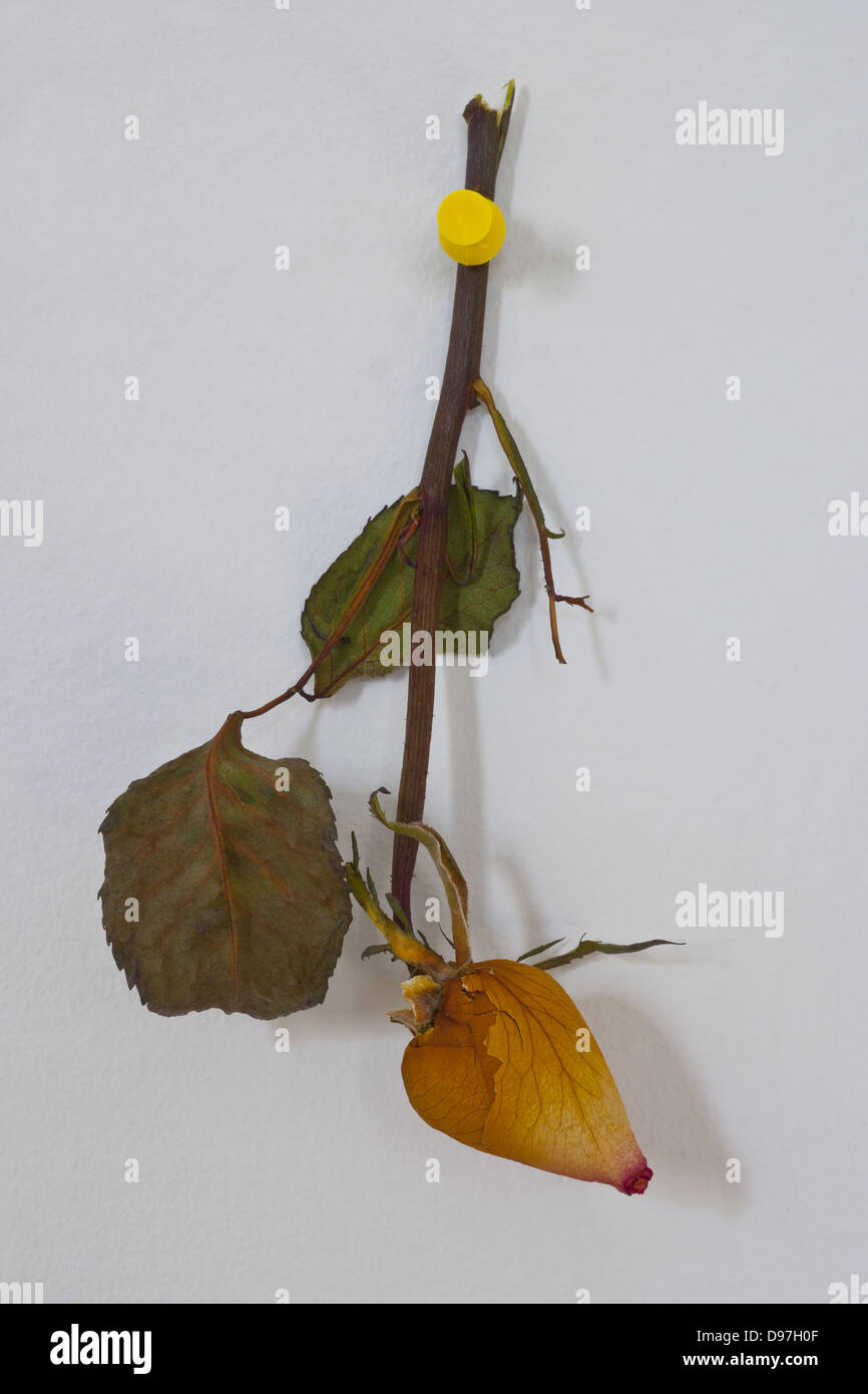 Pin rose hi-res stock photography and images - Alamy
