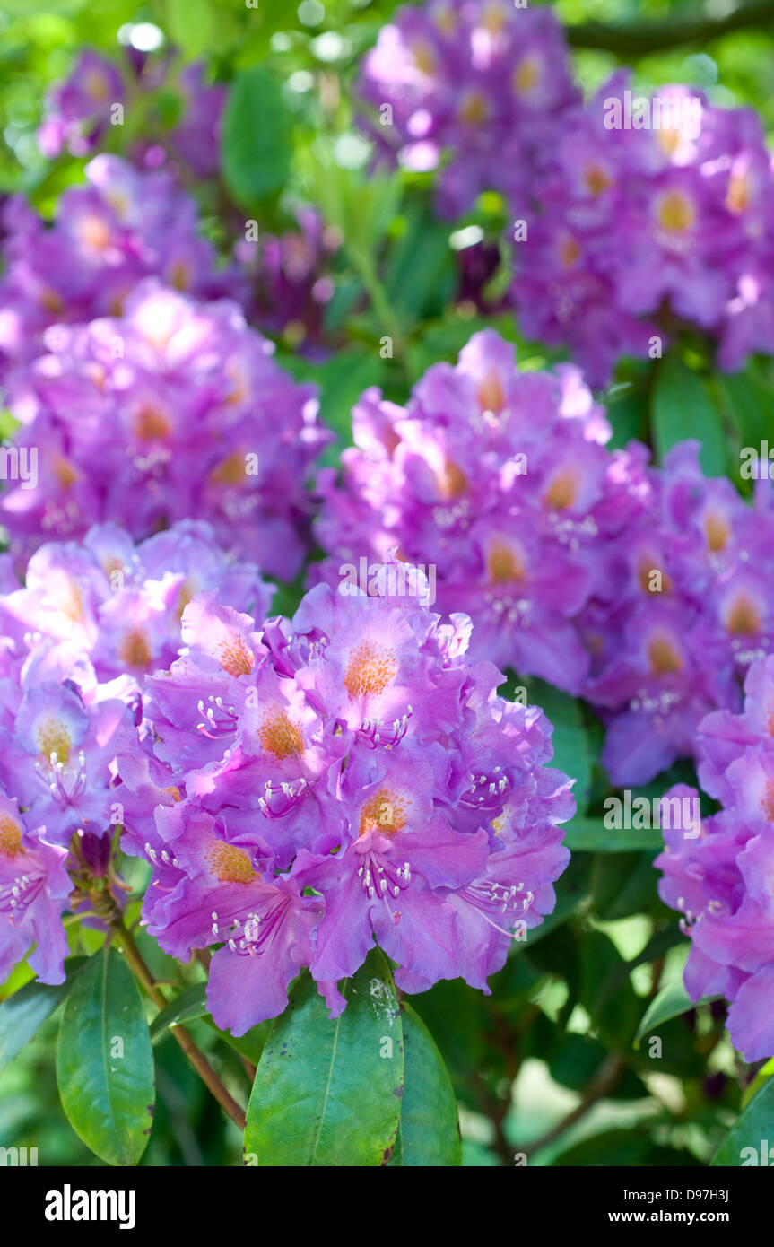 Purple rhododendron flowers blooming hi-res stock photography and ...