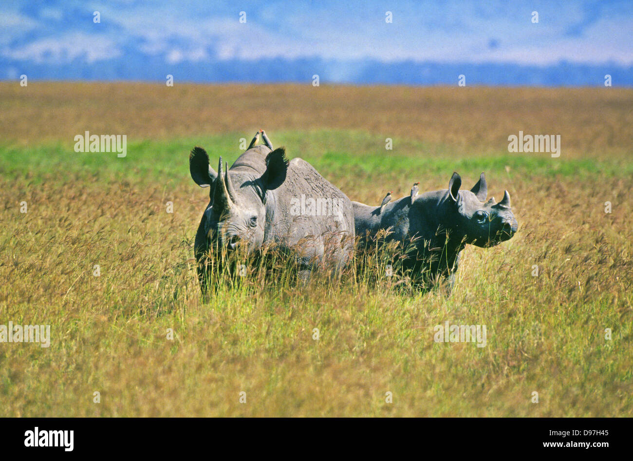 Tick birds sit on a rare and endangered black rhinocerous, or rhino, in ...