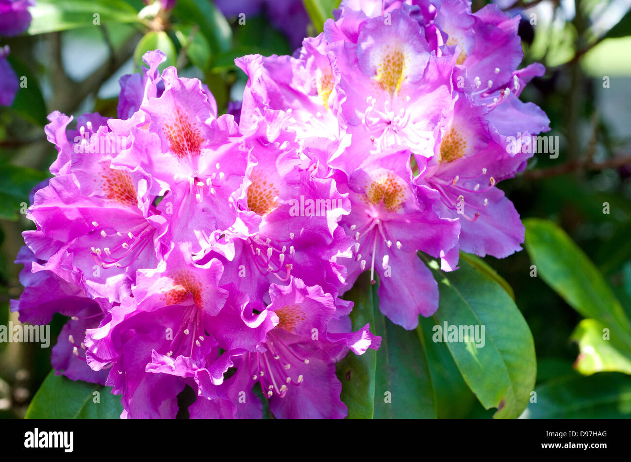 Purple heart plant hi-res stock photography and images - Alamy