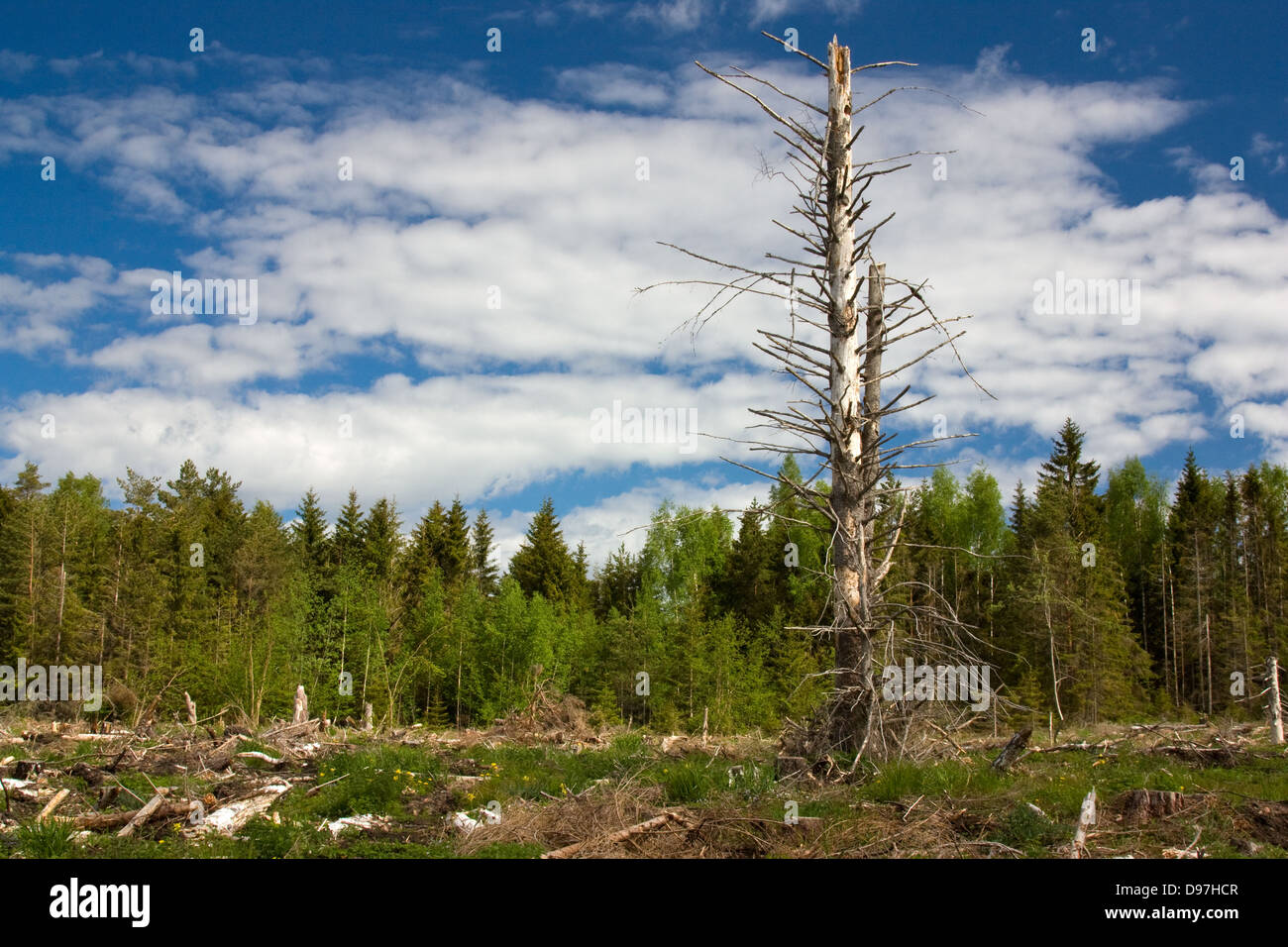 Deforestation clearing hi-res stock photography and images - Alamy