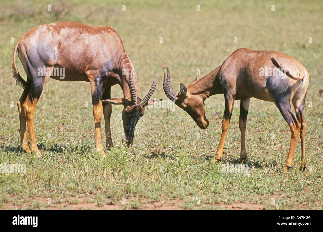 Topi fighting hi-res stock photography and images - Alamy