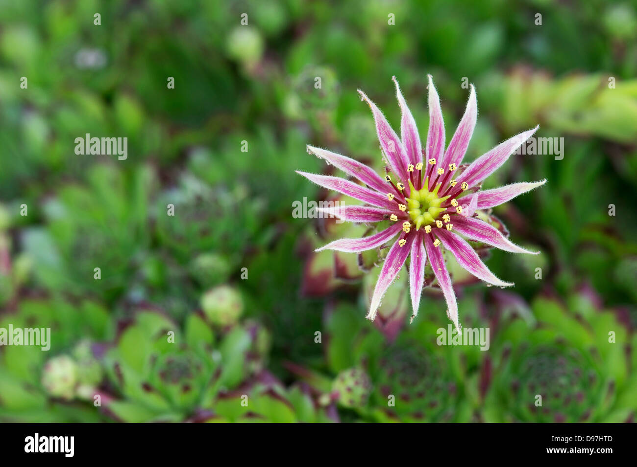 Houseleek flower hi-res stock photography and images - Alamy