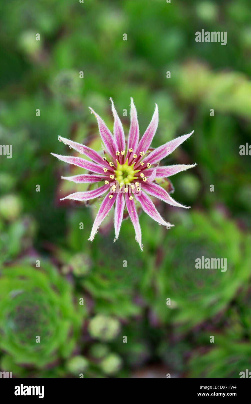 Houseleek flower hi-res stock photography and images - Alamy