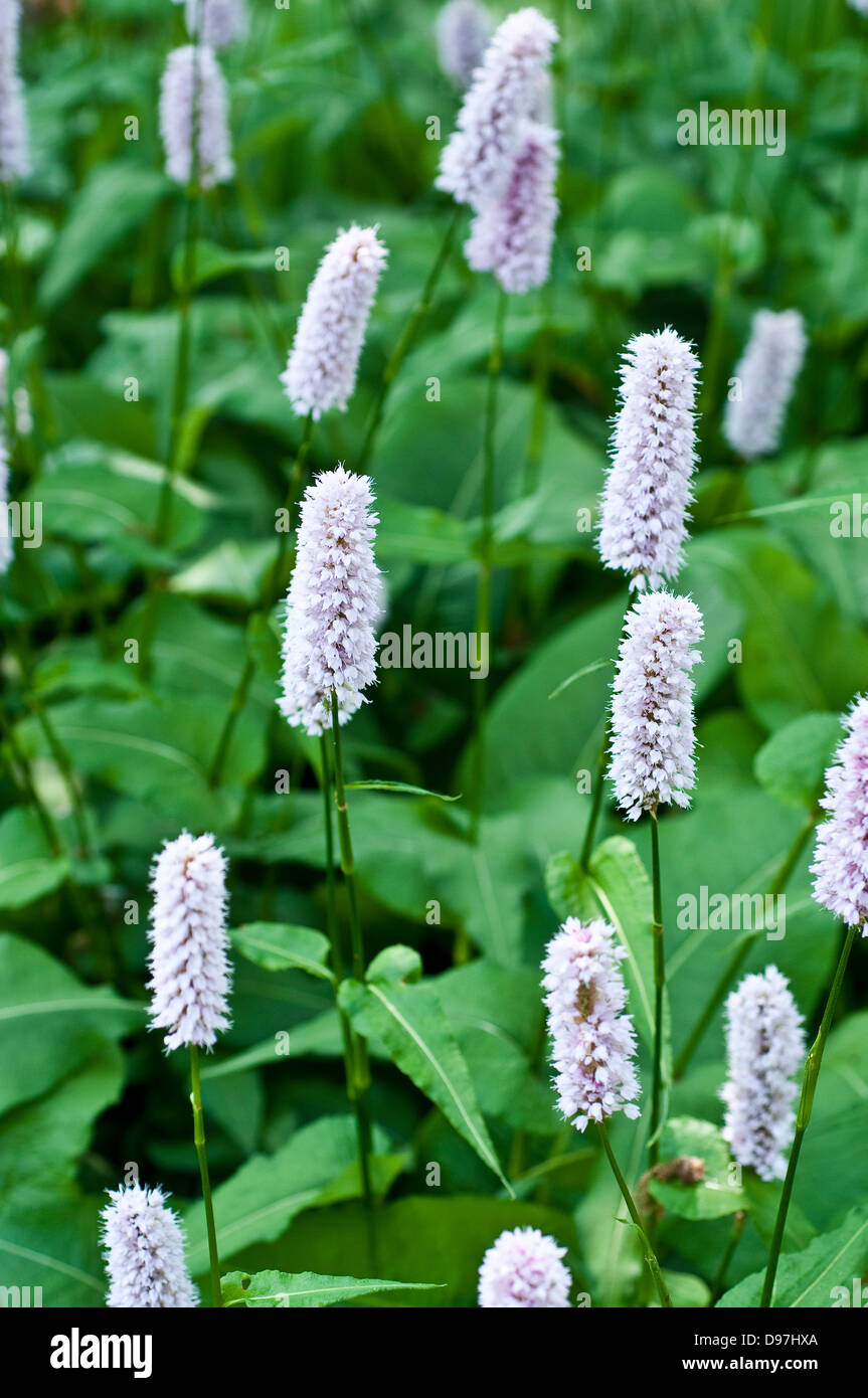 Persicaria bistorta, bistort, common bistort Stock Photo - Alamy