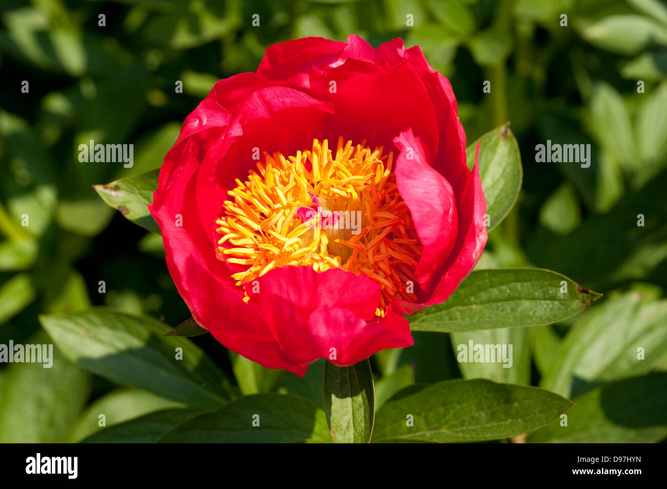 Paeonia peregrina single flower red hi-res stock photography and images ...