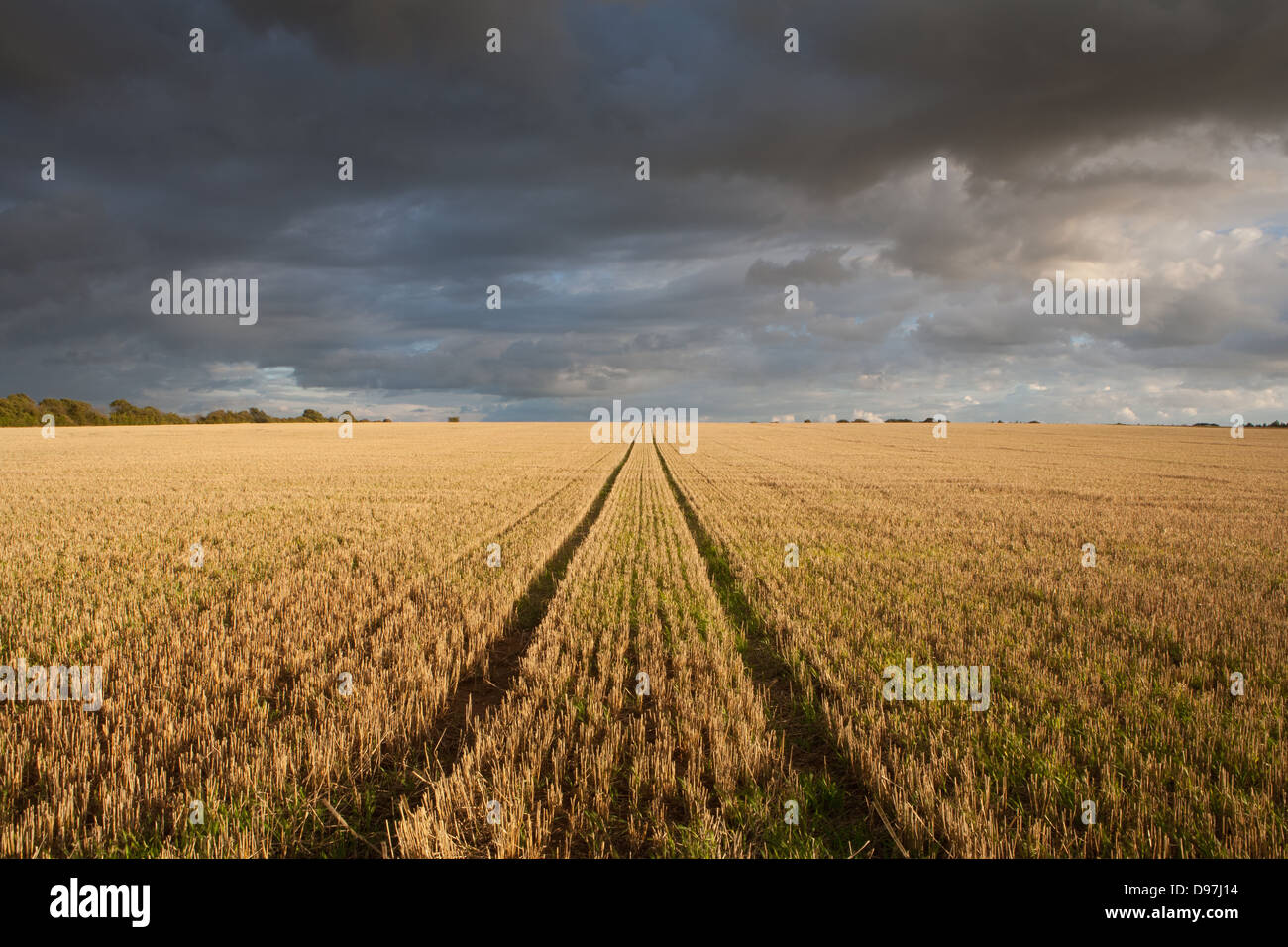 Field perspective hi-res stock photography and images - Alamy