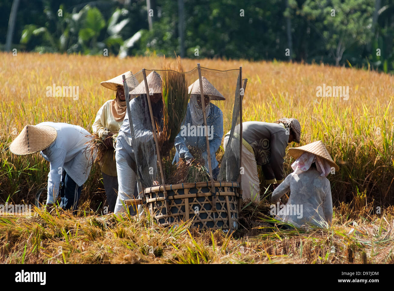 Rice threshing in Ubud, Bali, Indonesia Stock Photo - Alamy