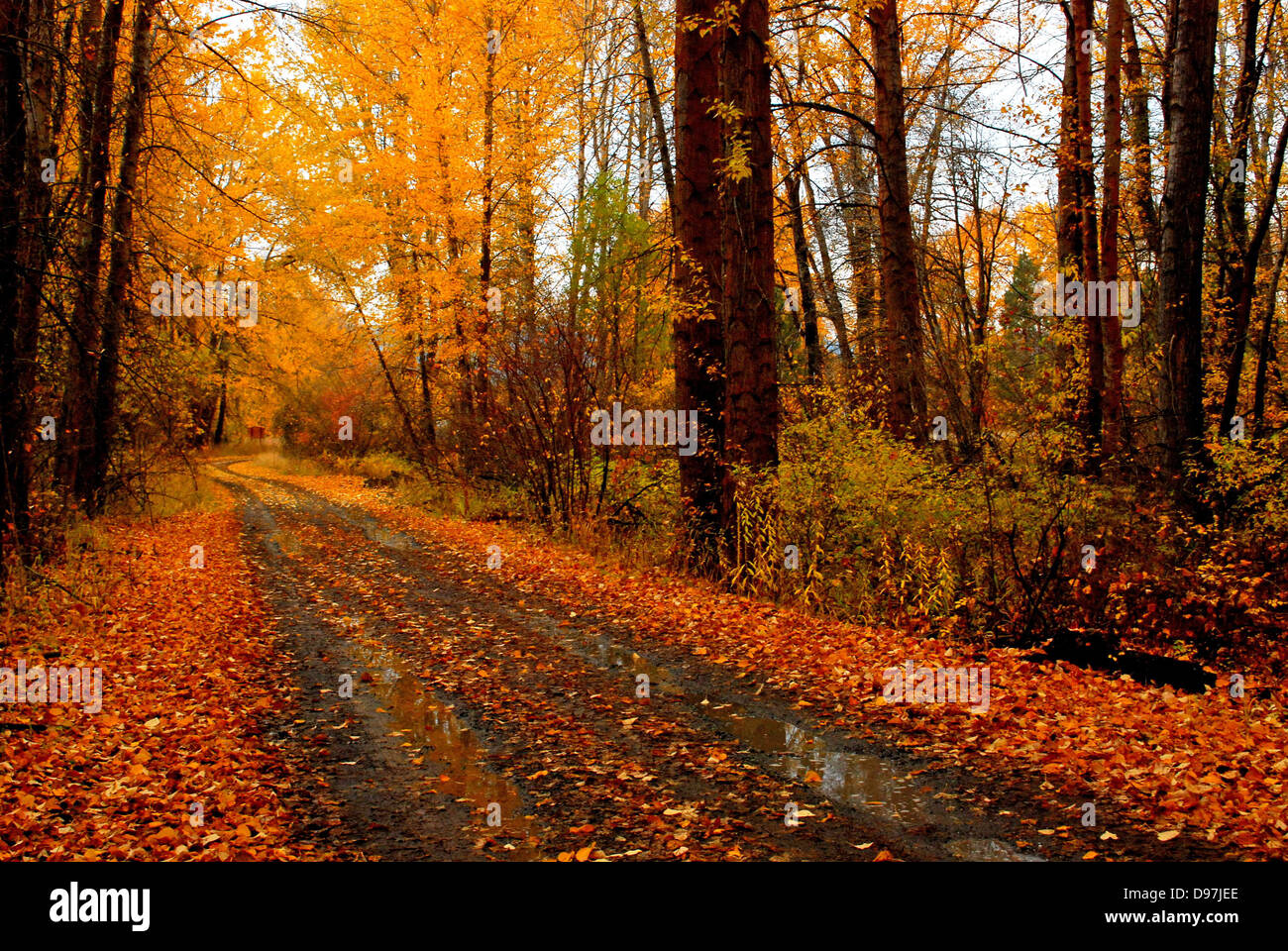 Fallen leaves on an Autumn Country Lane Stock Photo - Alamy