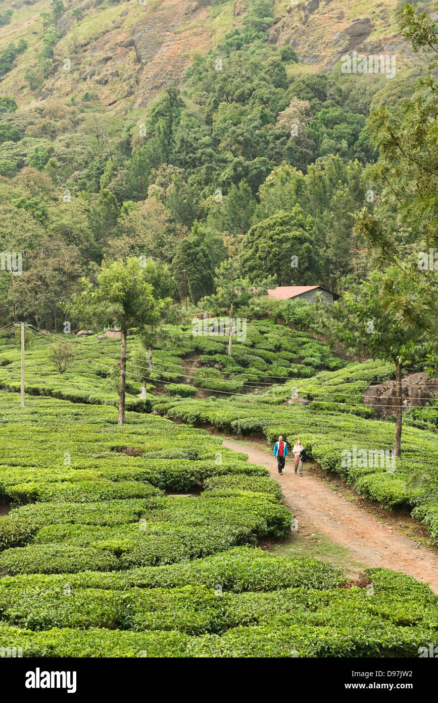 The beautiful tea plantations of Munnar, a hill station in Kerala ...