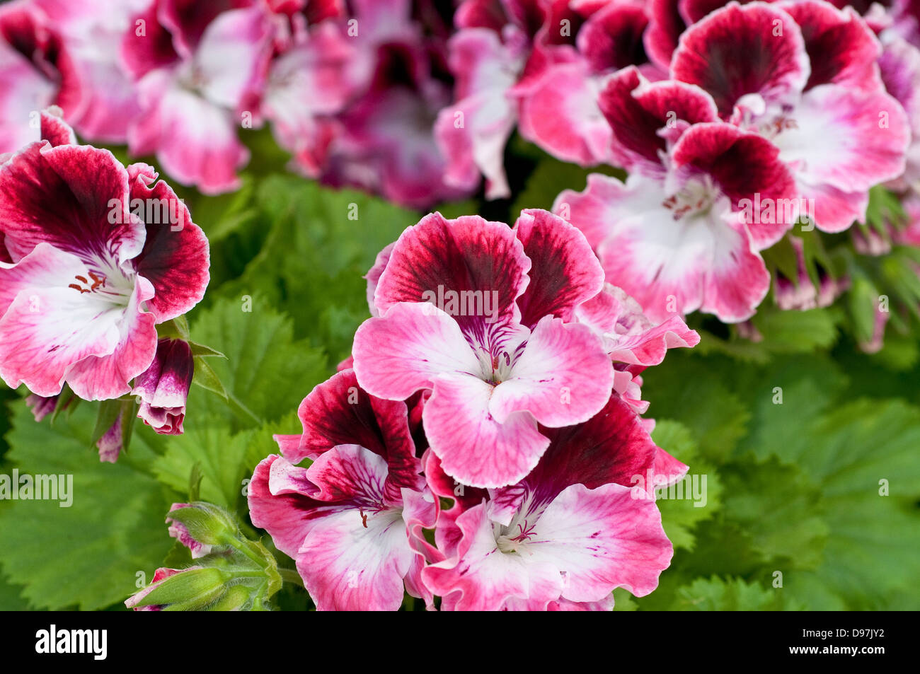 Pelargonium 'Royal Princess' Stock Photo - Alamy