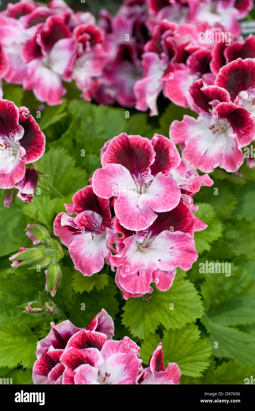 Pelargonium hi-res stock photography and images - Alamy
