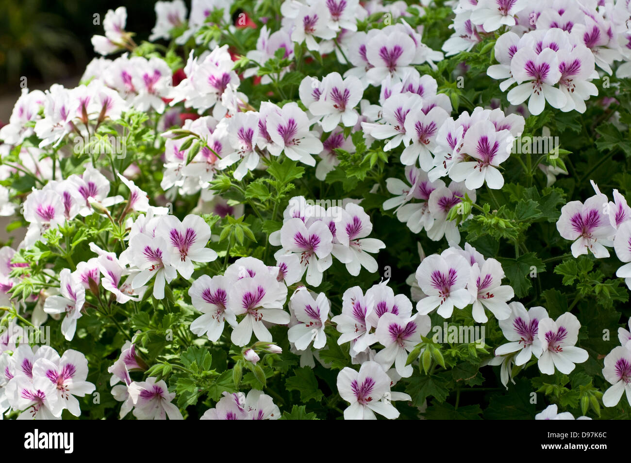 White and purple pelargonium hi-res stock photography and images - Alamy