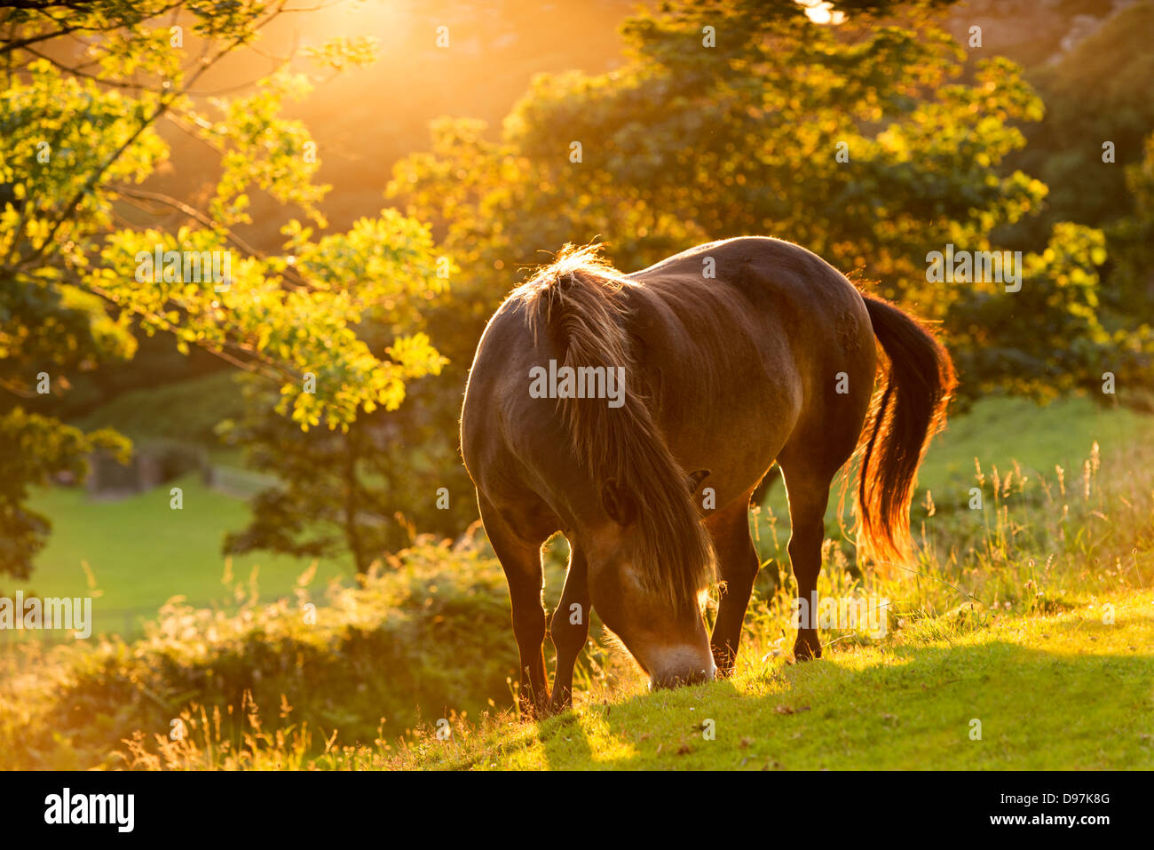 Devon pony hi-res stock photography and images - Alamy