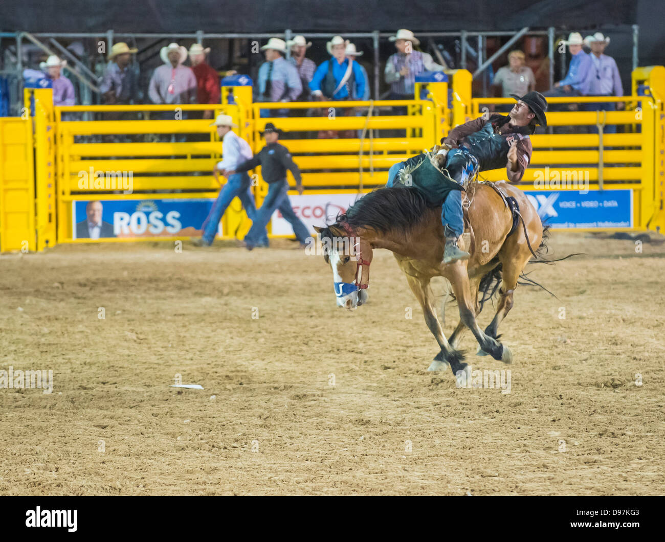 Cowboy Participant in a Bucking horse Competition at the Helldorado ...
