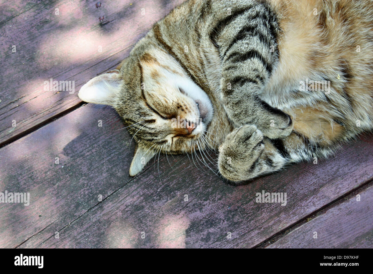 Fed fat cat Stock Photo - Alamy