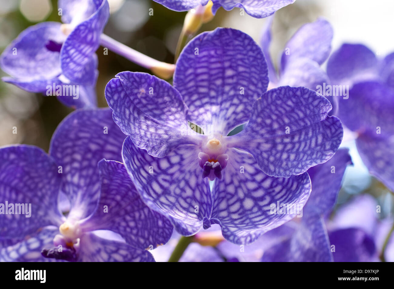 Blue vanda hi-res stock photography and images - Alamy