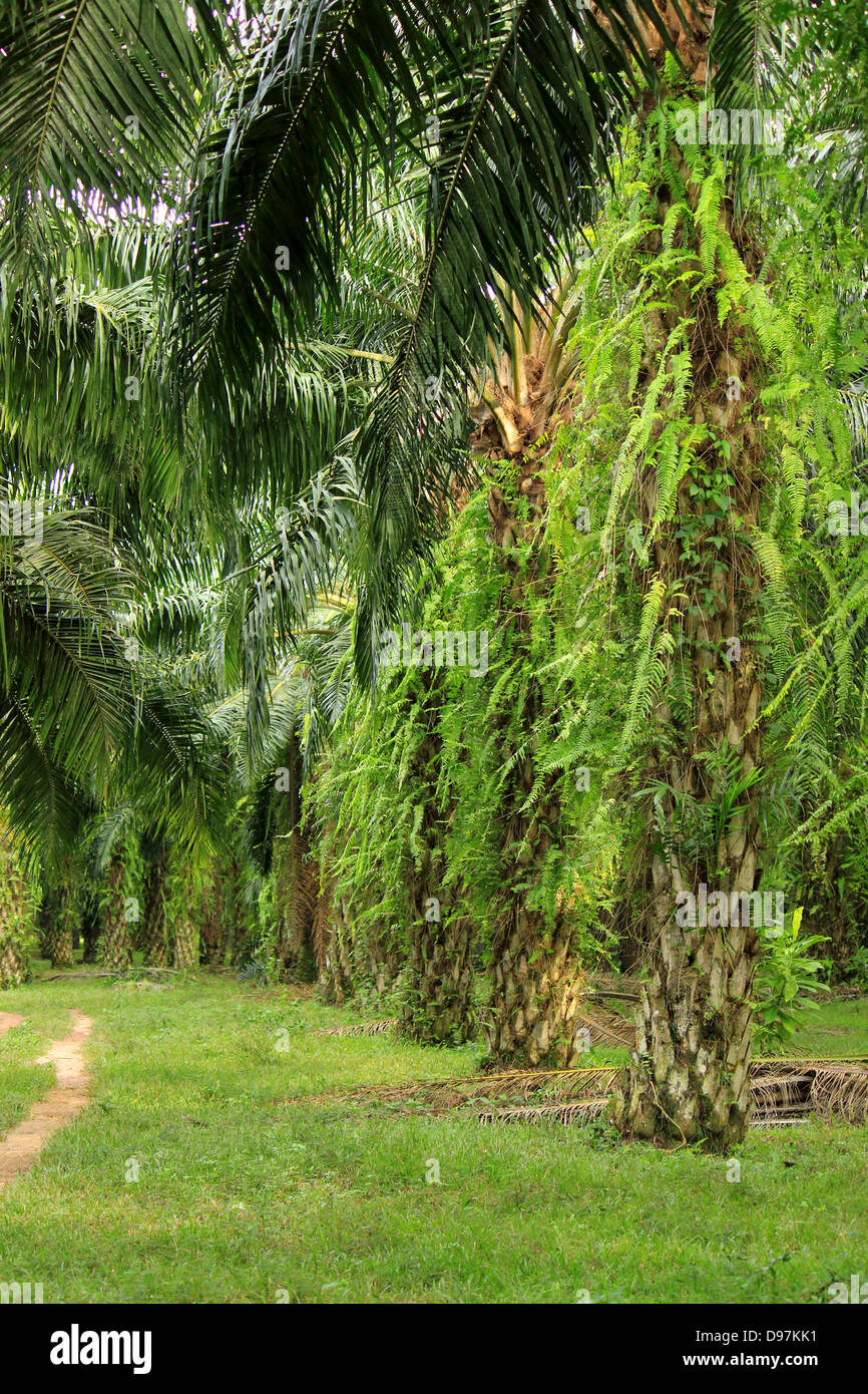 Palm oil tree plantation in hi-res stock photography and images - Alamy