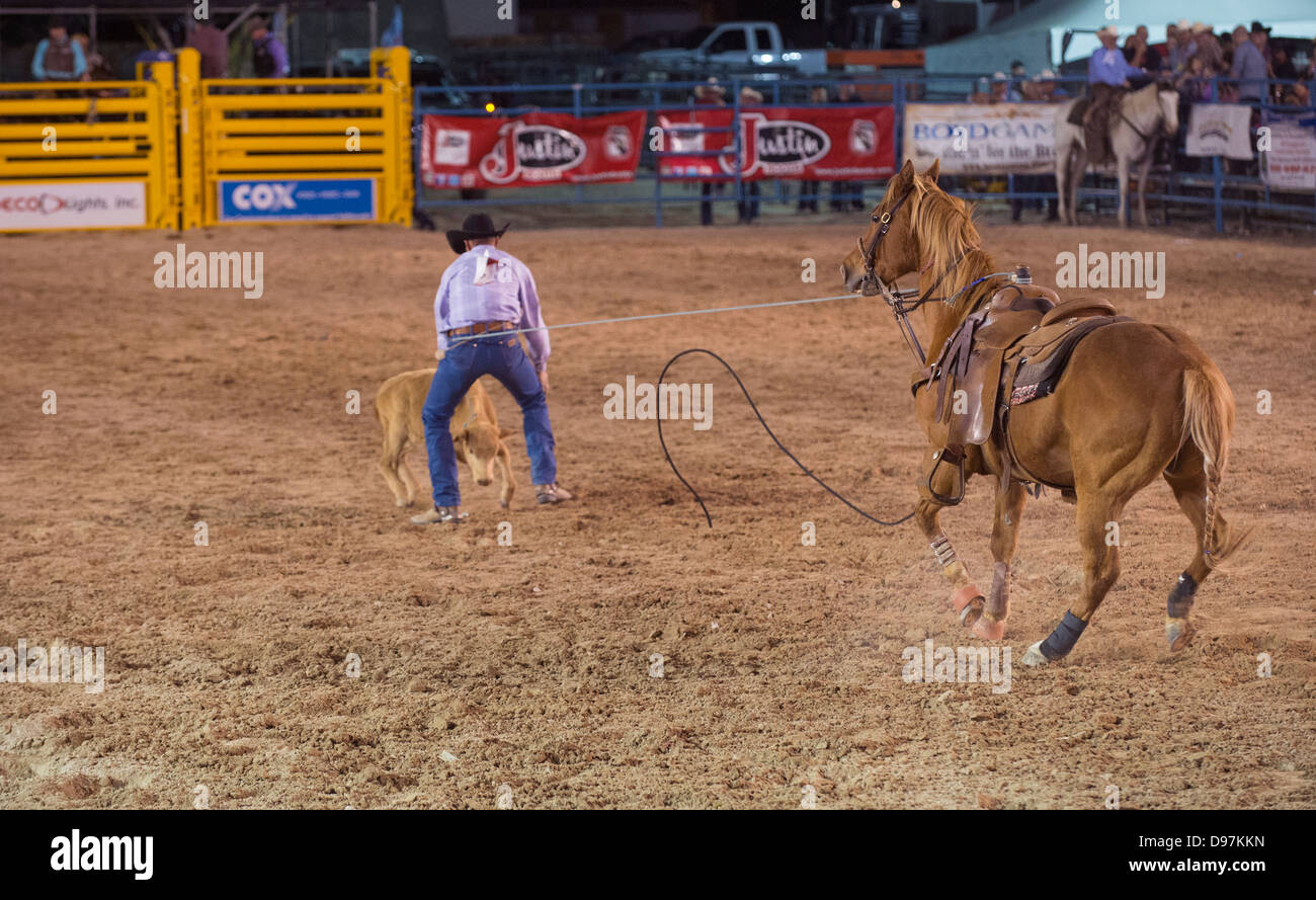 Cowboy Participant in a Calf roping Competition at the Helldorado Days ...