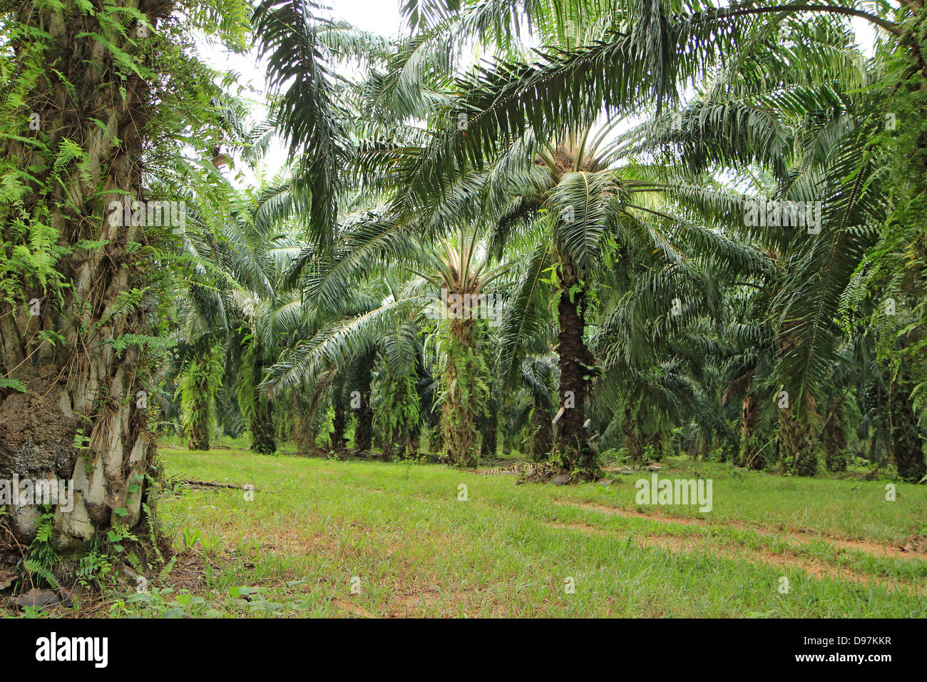 Palm oil tree plantation in hi-res stock photography and images - Alamy