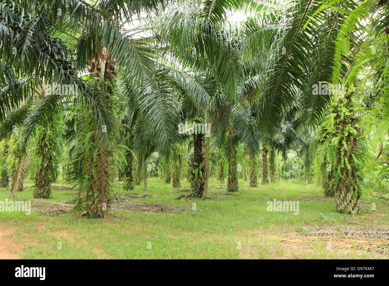 Palm oil tree plantation in hi-res stock photography and images - Alamy