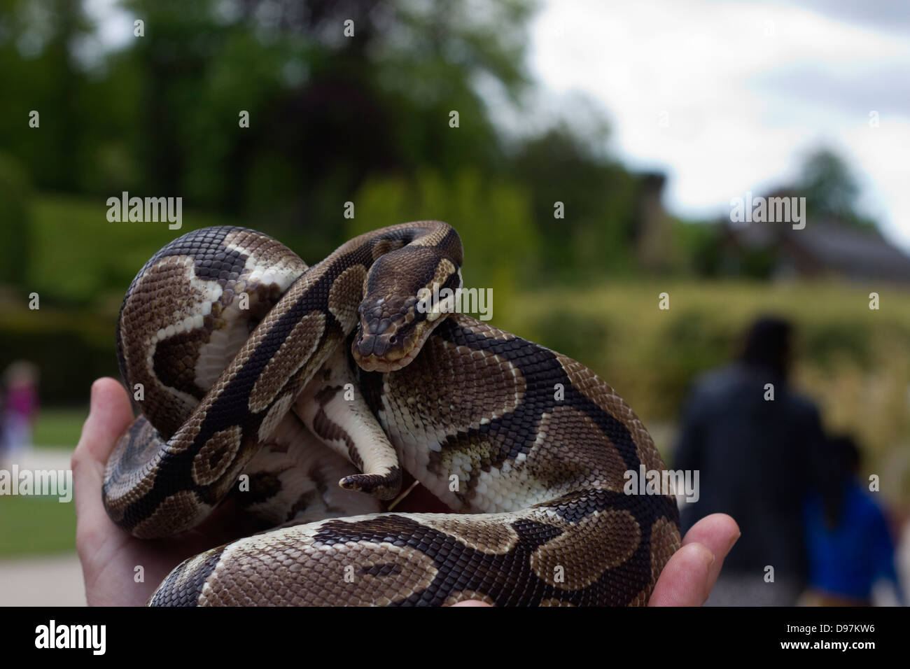Python pythonidae hi-res stock photography and images - Alamy