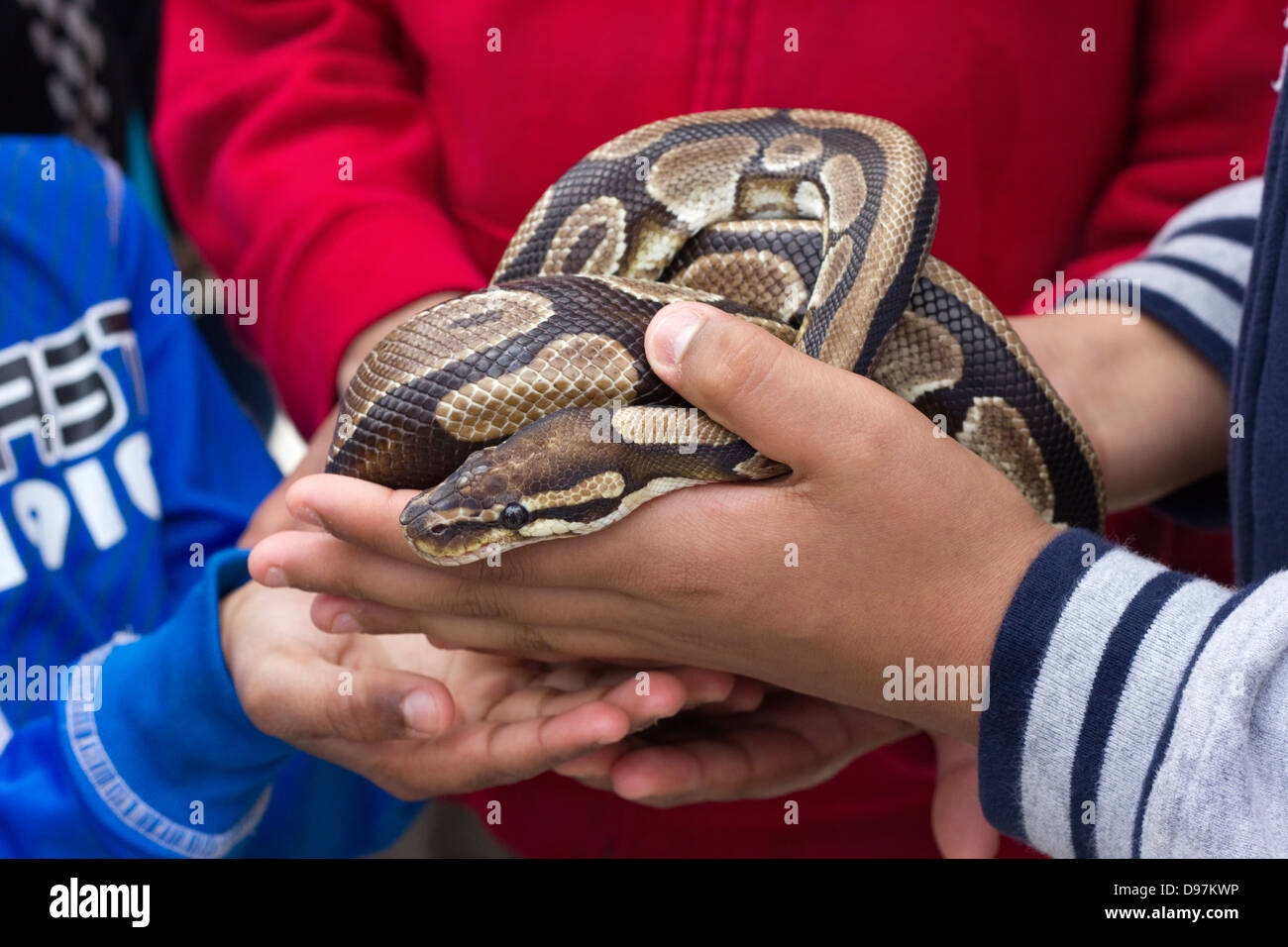 African ball python hi-res stock photography and images - Alamy