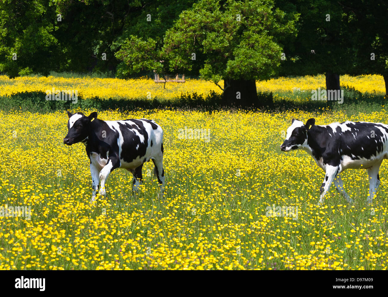 English buttercup hi-res stock photography and images - Alamy