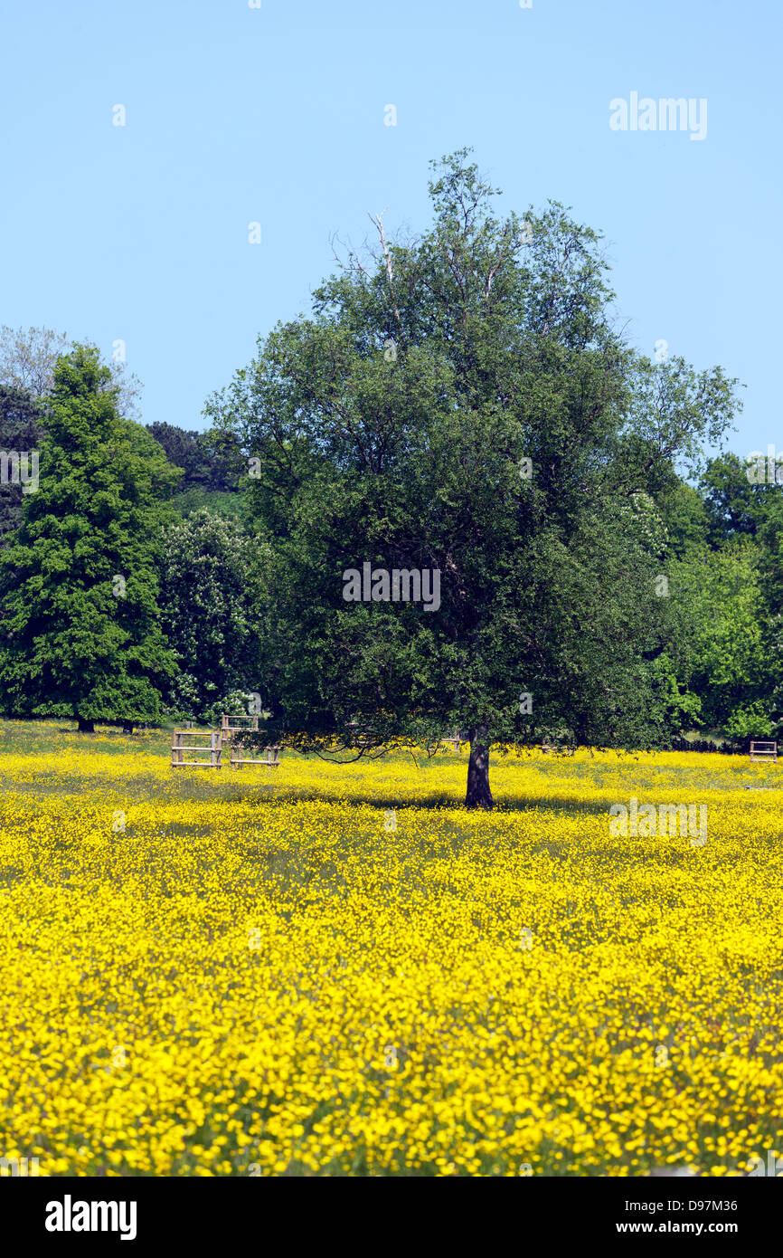 Buttercup Field Surrey UK Stock Photo - Alamy