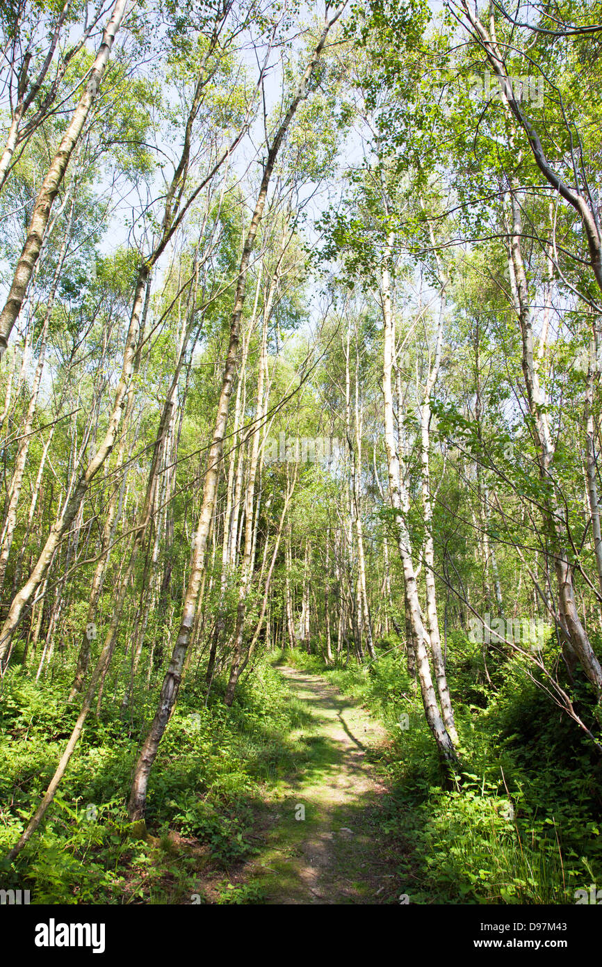 Silver birch trees hi-res stock photography and images - Alamy
