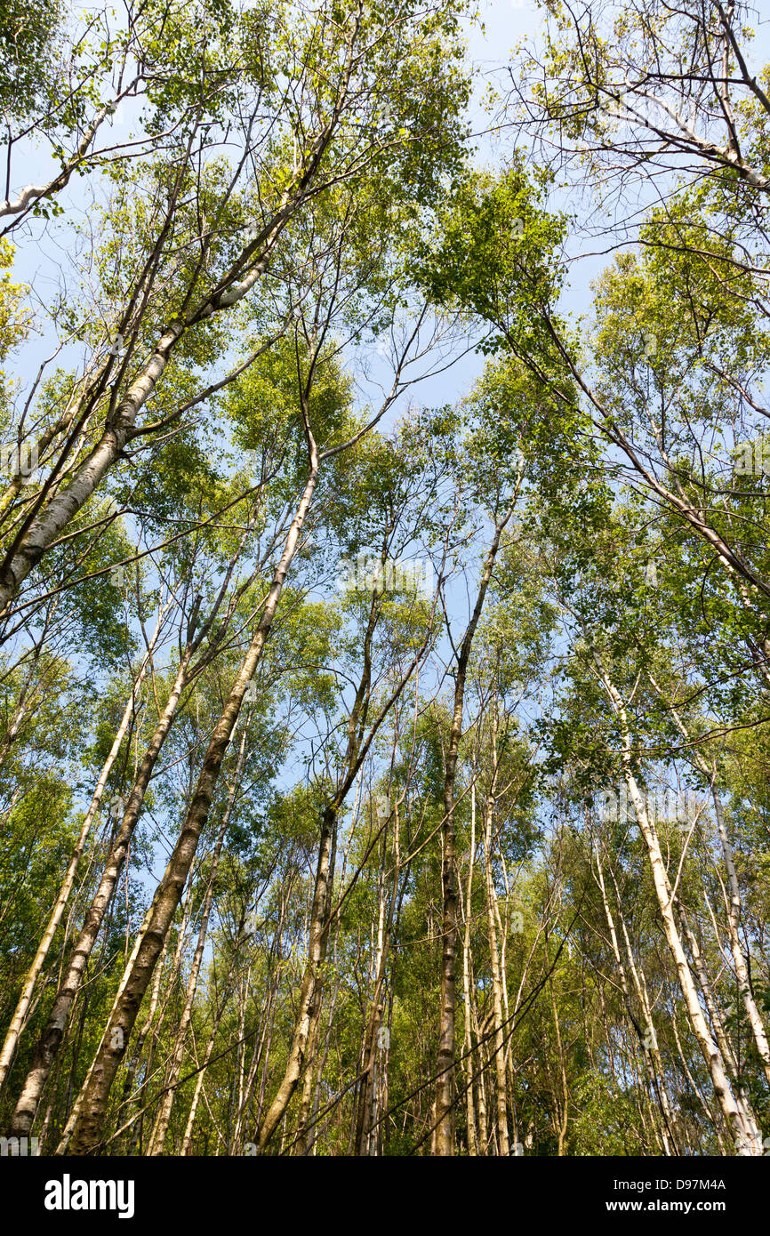 Silver birch trees hi-res stock photography and images - Alamy