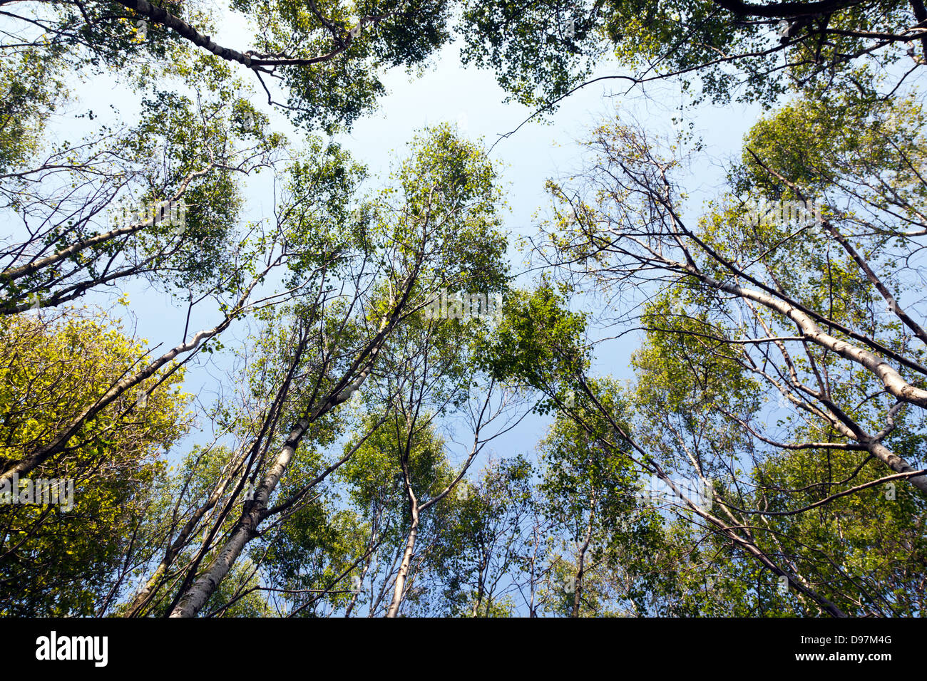 Silver Birch Trees Leith Hill Surrey UK Stock Photo - Alamy