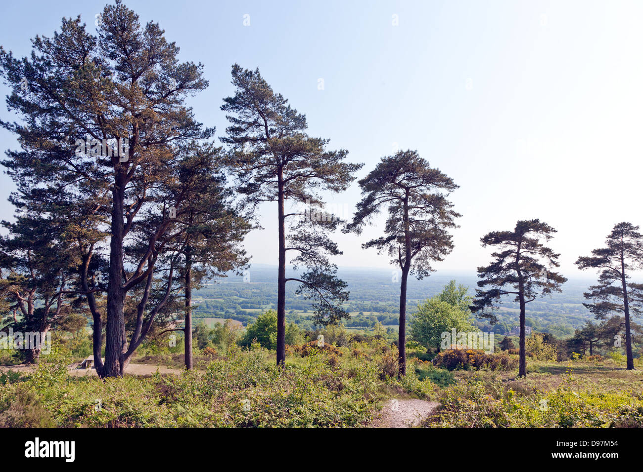 Row of pine trees hi-res stock photography and images - Alamy