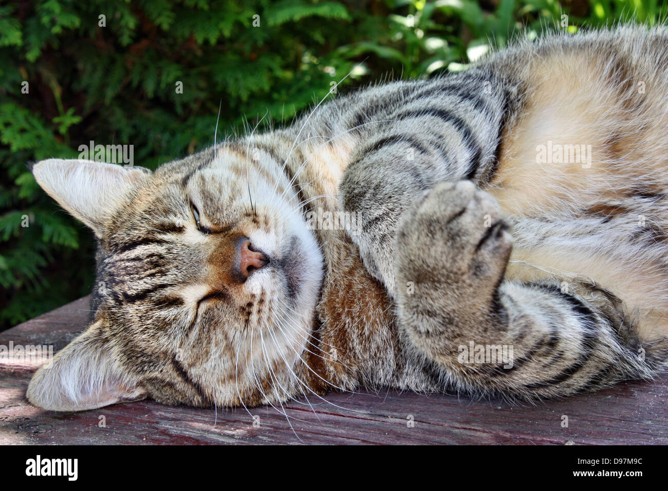 Portrait fat cat lying down hi-res stock photography and images - Alamy